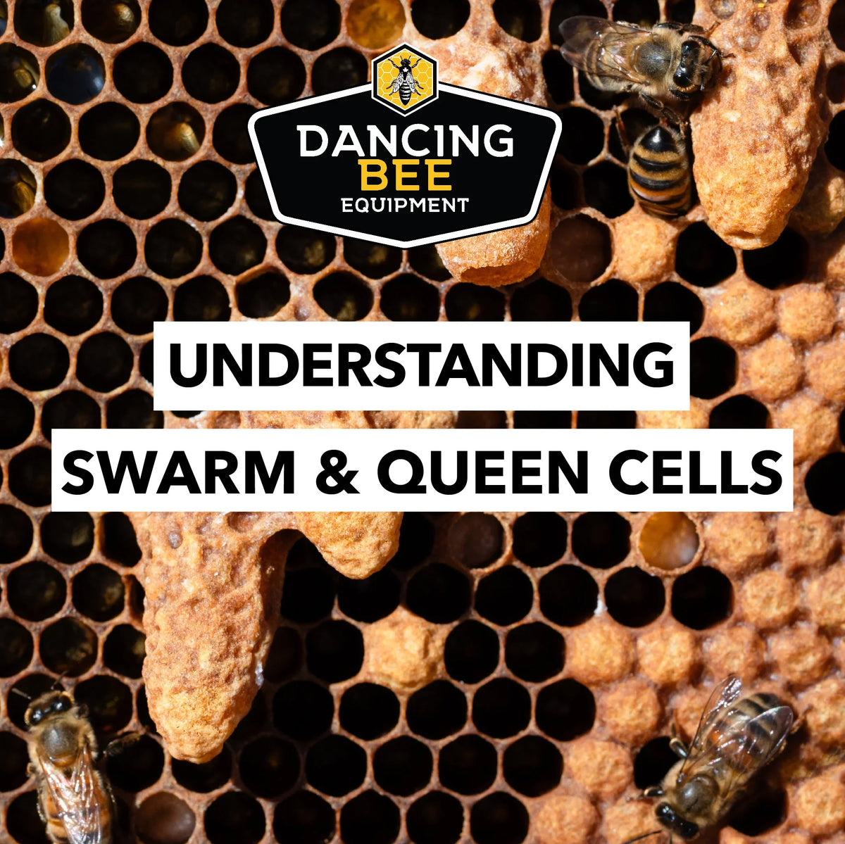 Understanding Swarm and Queen Cells — Dancing Bee Equipment