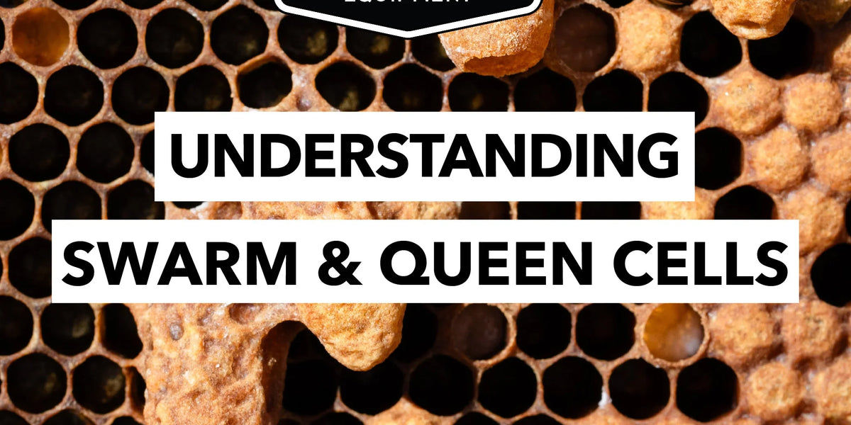 Understanding Swarm and Queen Cells — Dancing Bee Equipment