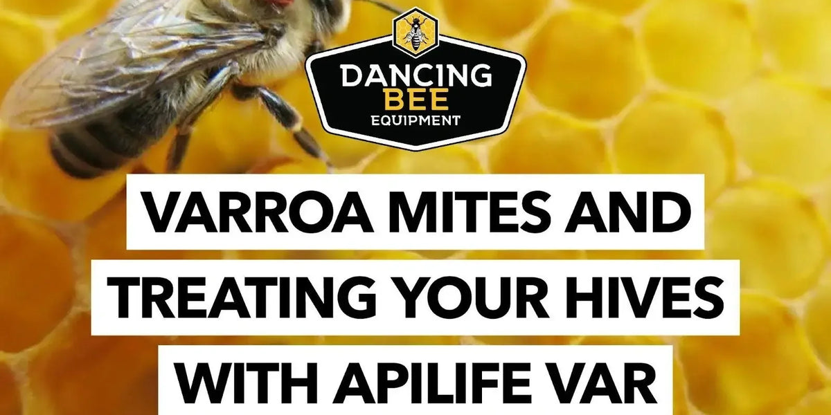 Varroa Mites: What is it & How to Treat it? - ApiLife Var — Dancing Bee ...