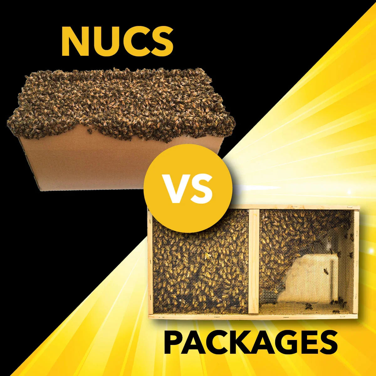Nucs VS Packages — Dancing Bee Equipment