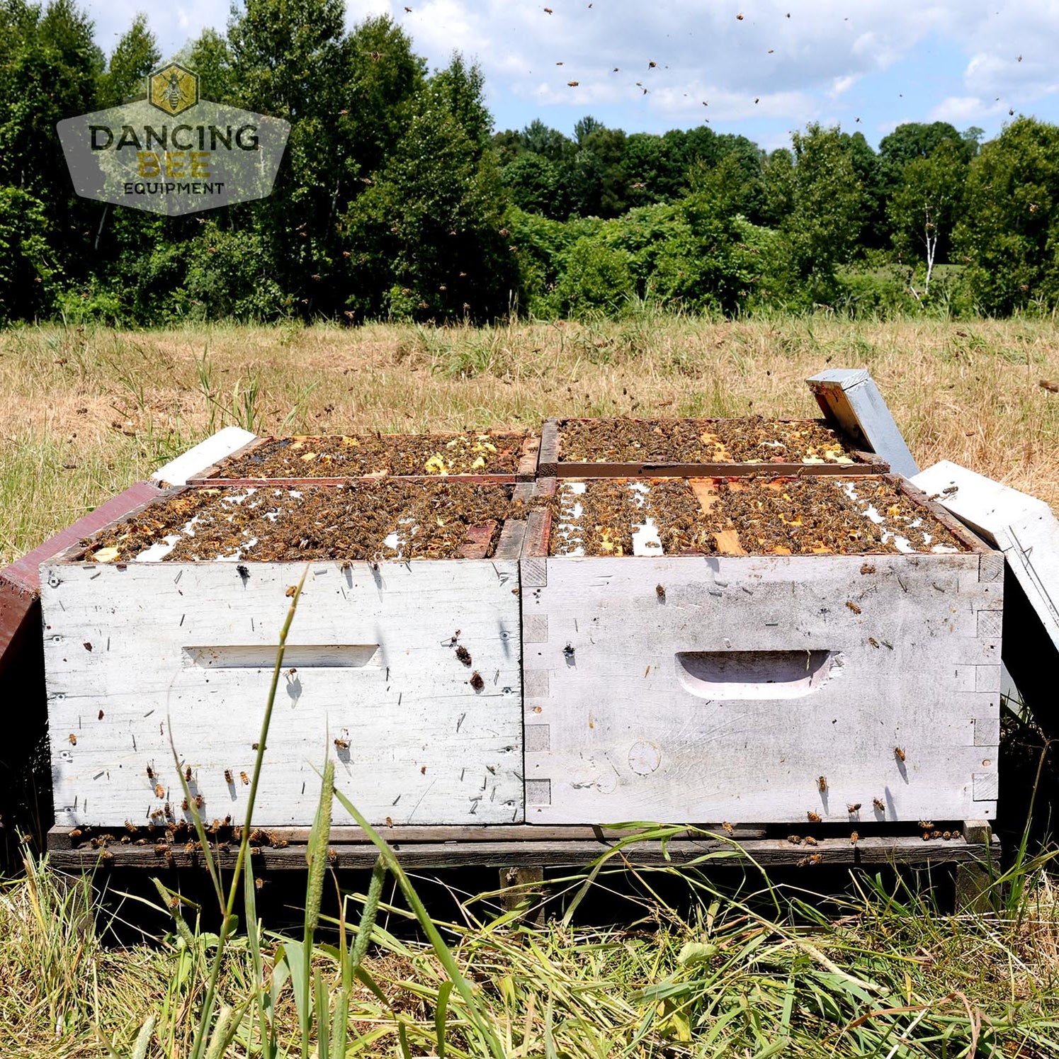 Bees for Sale in Canada | Live Bees | Dancing Bee Equipment