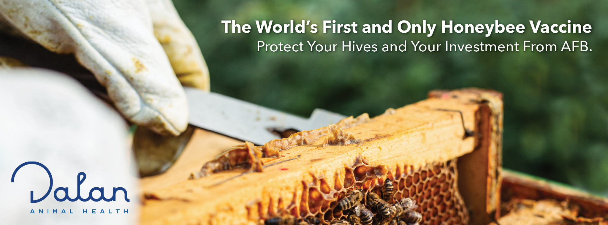 Dancing Bee Equipment